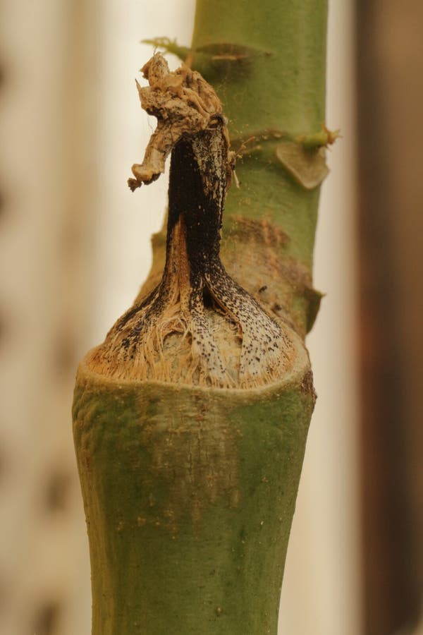 Close-up of a Cut Plant Stem Showing Inner Structure Stock Image ...