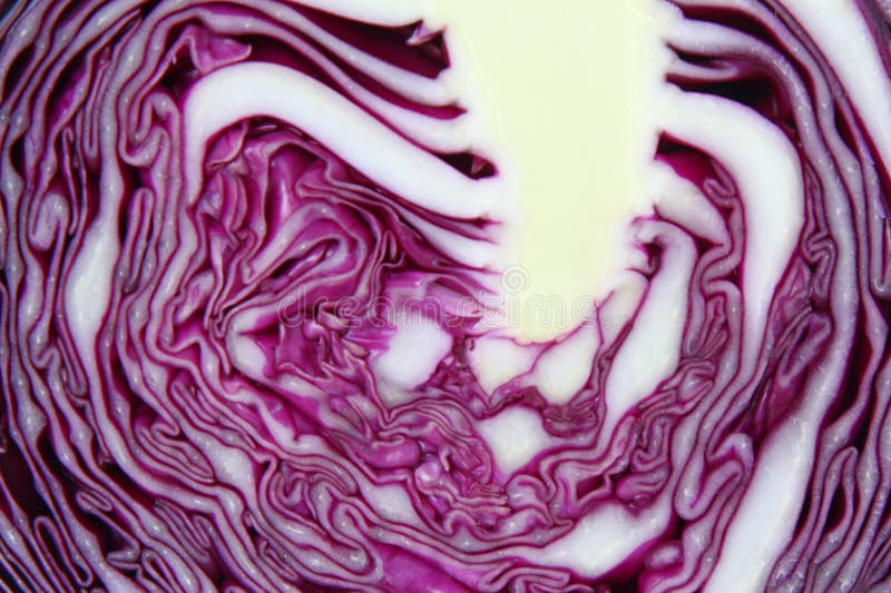 Close-up of a Cut Red Cabbage Stock Photo - Image of abstract, leaf ...