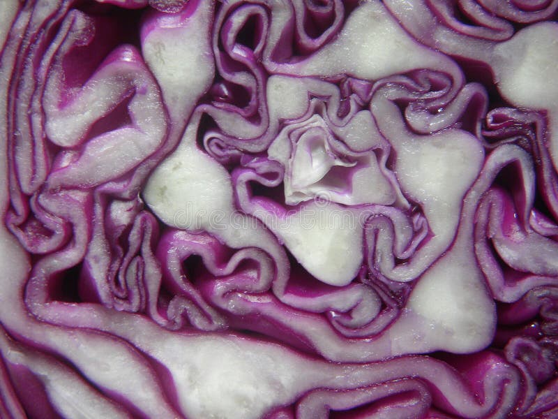 Close Up of Cut Red Color Cabbage Stock Image - Image of food, oleracea ...