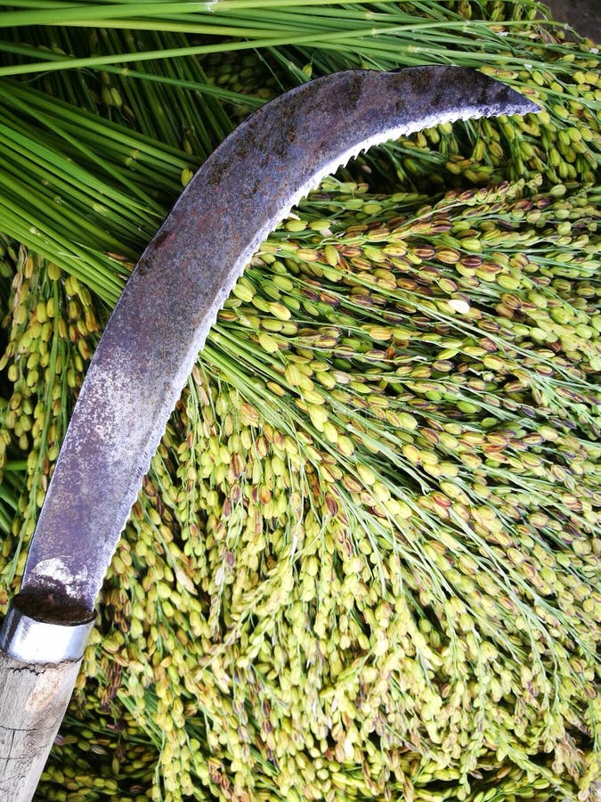 Close up of cut rice stock photo. Image of green, farm - 77500976