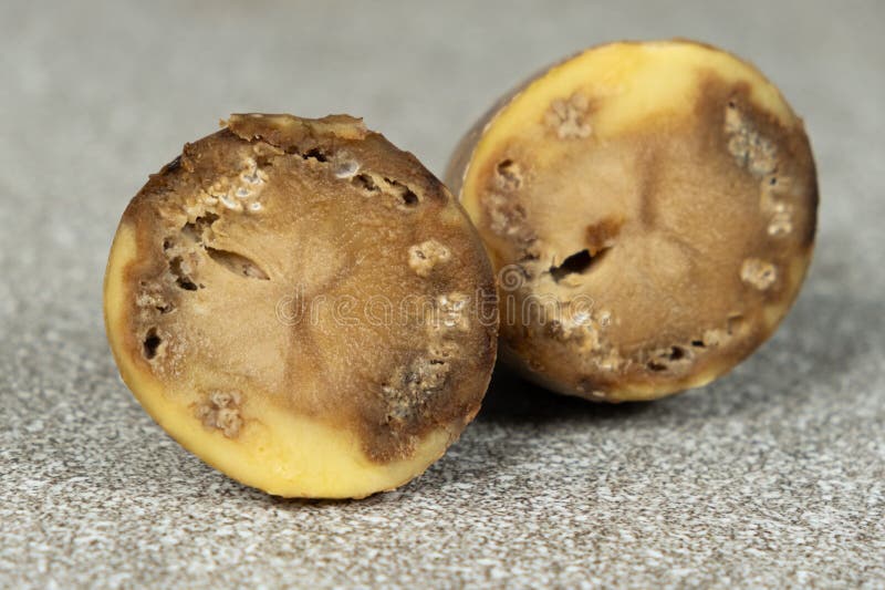 Close-up of Cut Rotten Potatoes Stock Image - Image of macro, spots ...