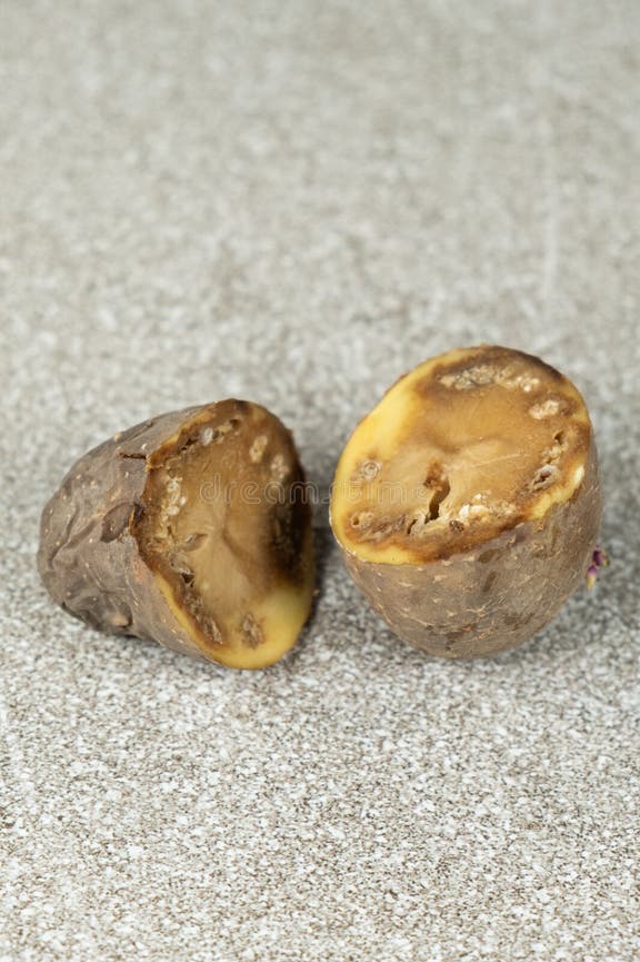 Close-up of Cut Rotten Potatoes Stock Photo - Image of virus, rotten ...