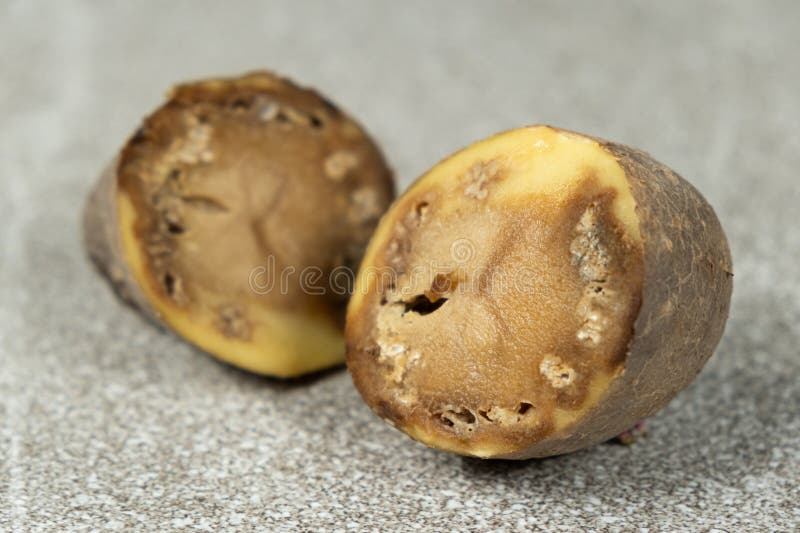 Close-up of Cut Rotten Potatoes Stock Photo - Image of closeup, virus ...