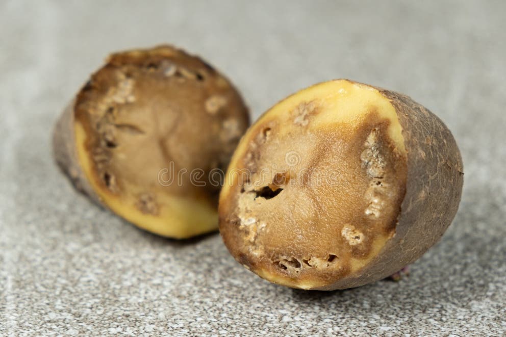 Close-up of Cut Rotten Potatoes Stock Photo - Image of closeup, virus ...