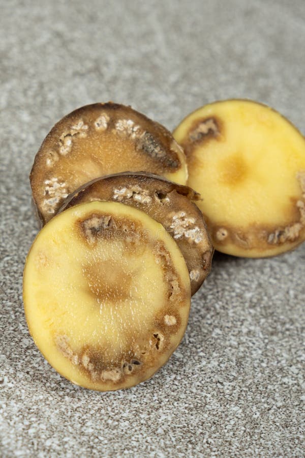 Close-up of Cut Rotten Potatoes Stock Photo - Image of health, rotten ...