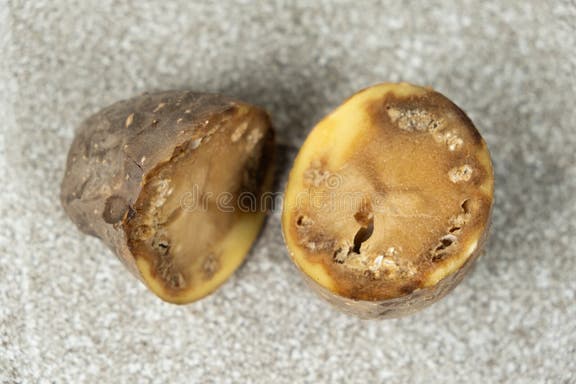 Close-up of Cut Rotten Potatoes Stock Image - Image of root, spoiled ...