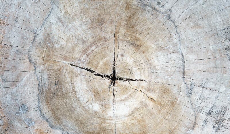 Close Up of Cut Section of Wood Stump Abstract Texture Background Stock ...
