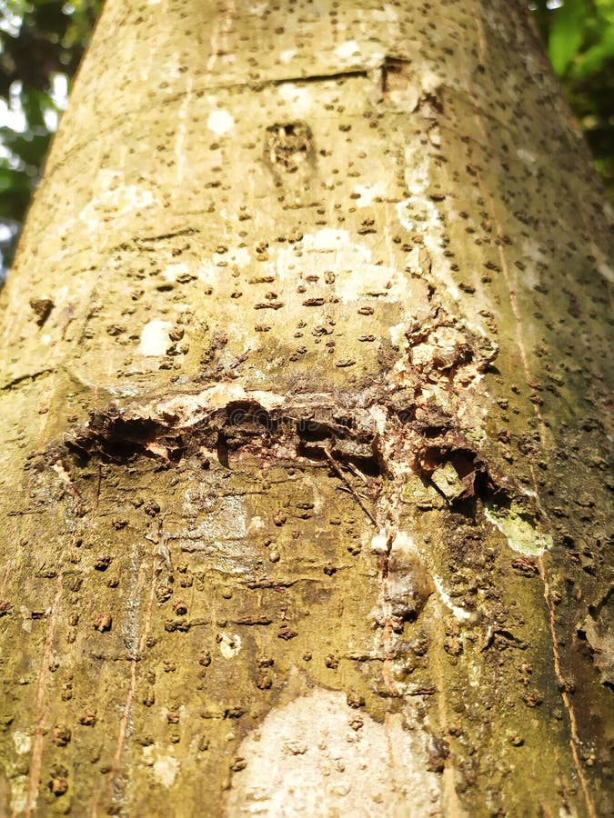 Close Up of a Cut on a Tree Bark Seen from the Bottom View. the Cut on ...