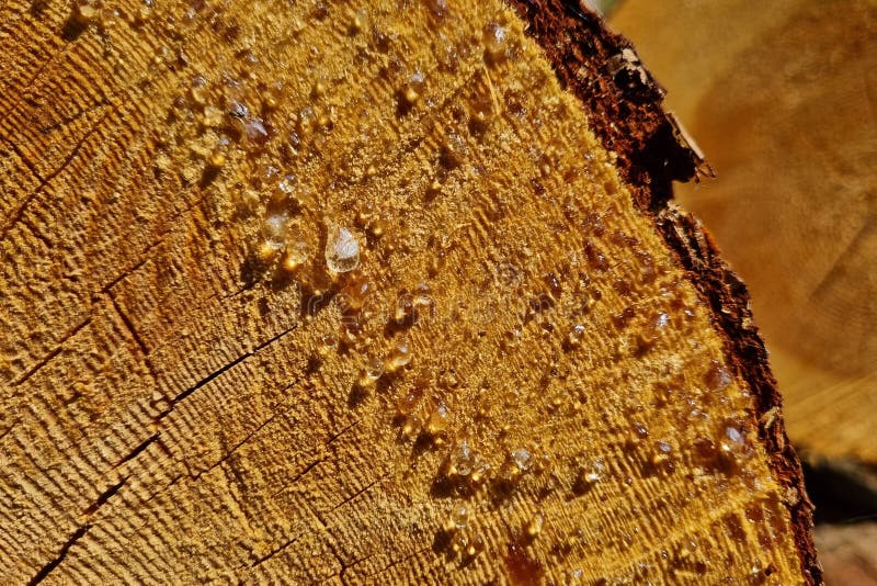 Close-up of a Cut Tree, Resin of a Tree. Stock Image - Image of wooden ...