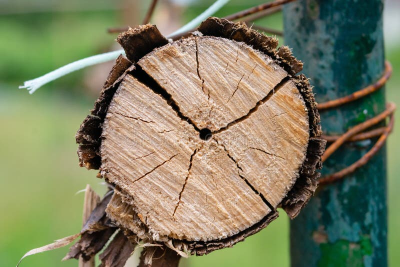 Close Up of Cut Tree Stump Showing Tree Rings and Texture Stock ...