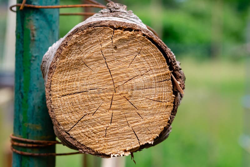 Close Up of Cut Tree Stump Showing Tree Rings and Texture Stock ...