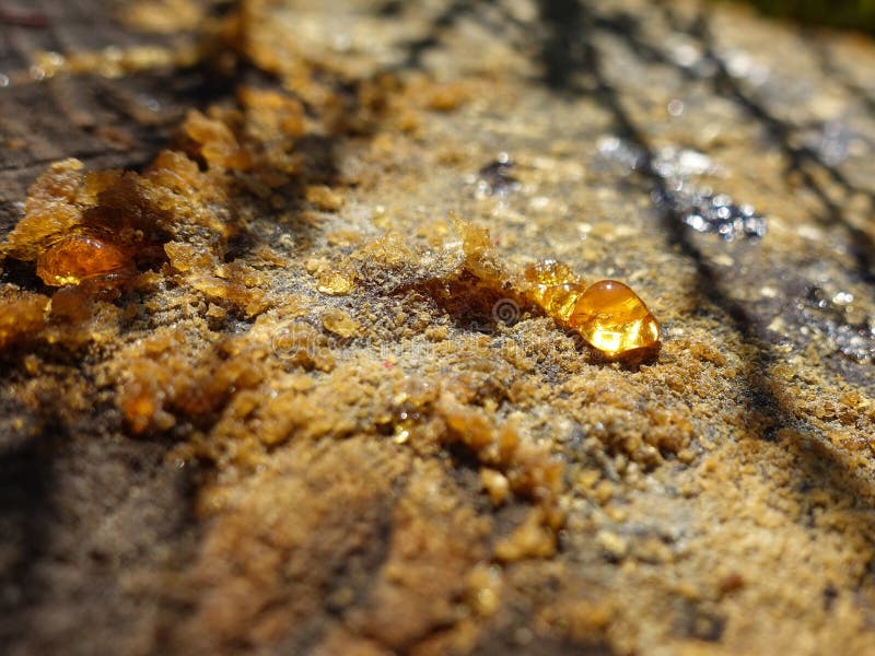 Close Up of Cut Tree Stump with Sticky, Oozing and Dried Sap. Stock ...