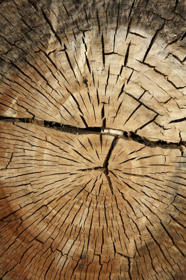 Close-up of a Cut of a Tree Trunk Stock Photo - Image of tree, trunk ...