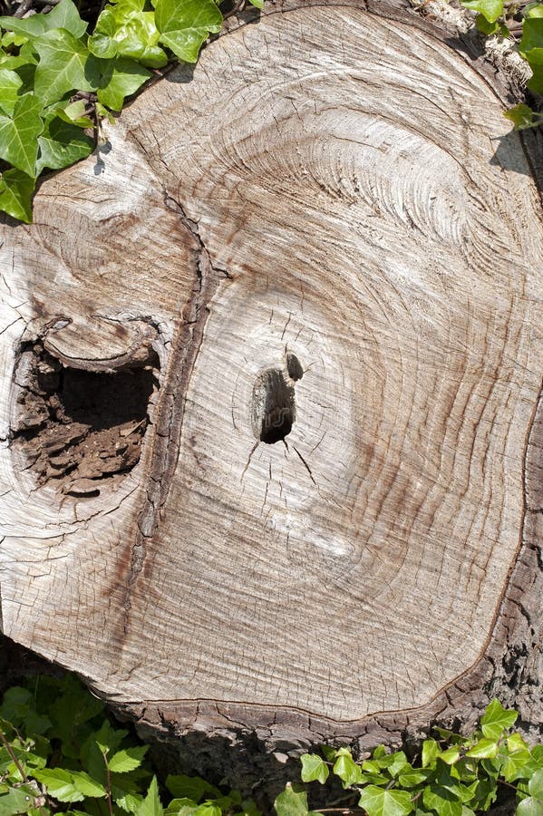 Close Up of a Cut Tree Trunk Stock Photo - Image of meadow, lumberjack ...