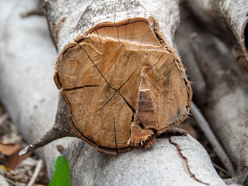 Close Up of Cut Tree Trunk. Wood Cut Texture Ring Background. Cross ...