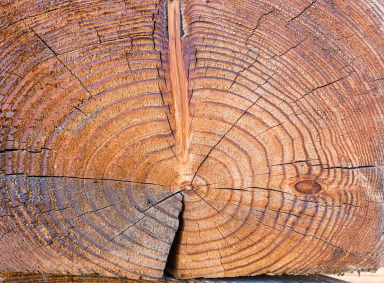 Close-up of a Cut of a Wooden Log with Cracks. the Structure is Wooden ...
