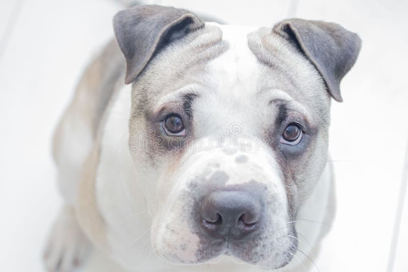 Close-up of a Cute American Pit Bull Terrier Looking at the Camera ...