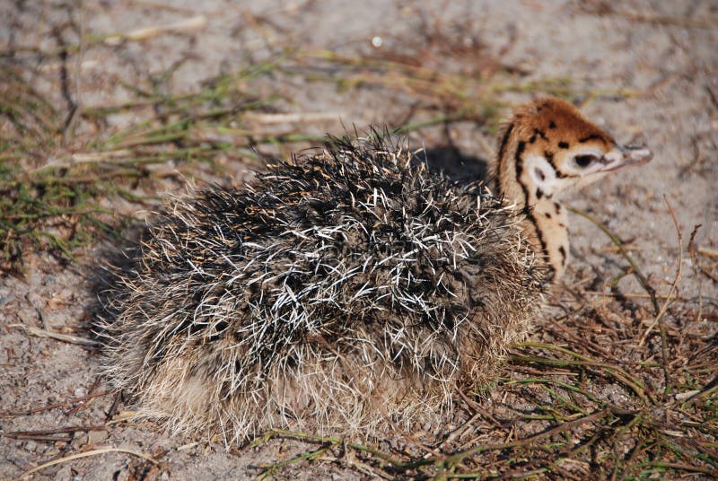 345 Cute Baby Ostrich Stock Photos - Free & Royalty-Free Stock Photos ...