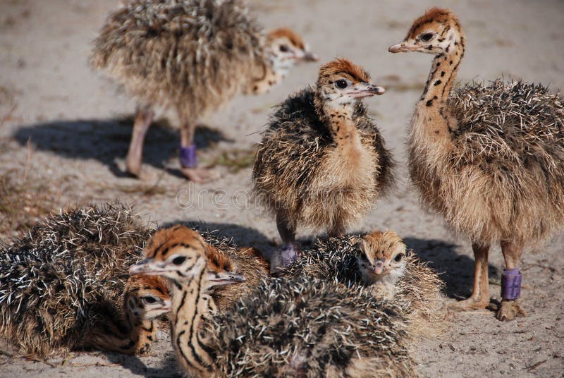 345 Cute Baby Ostrich Stock Photos - Free & Royalty-Free Stock Photos ...