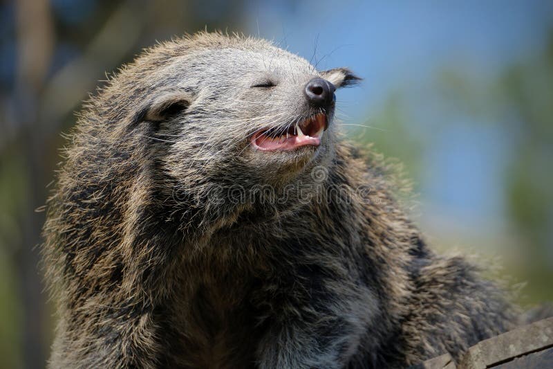 Closeup of a binturong stock image. Image of cute, predator - 318447303