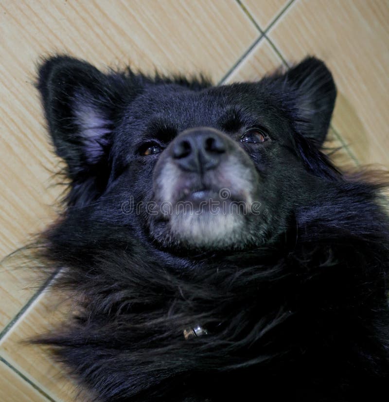 Close Up Cute Black Dog Face on Floor Stock Image - Image of black ...