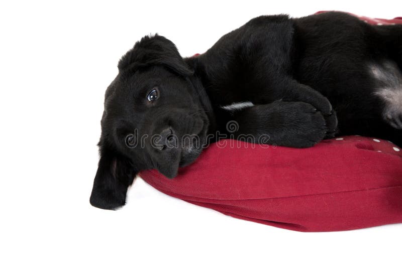 Close Up of a Cute Black Lab Pup Stock Image - Image of puppy, portrait ...