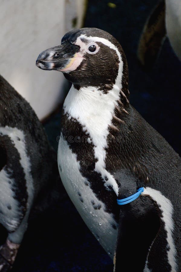 Cute black penguin stock image. Image of black, cute - 149263843