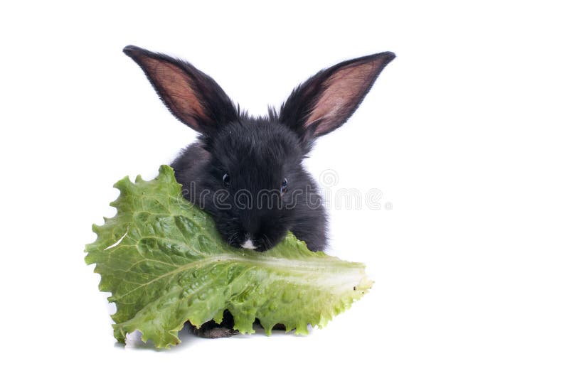 Close-up of Cute Black Rabbit Eating Green Salad Stock Image - Image of ...