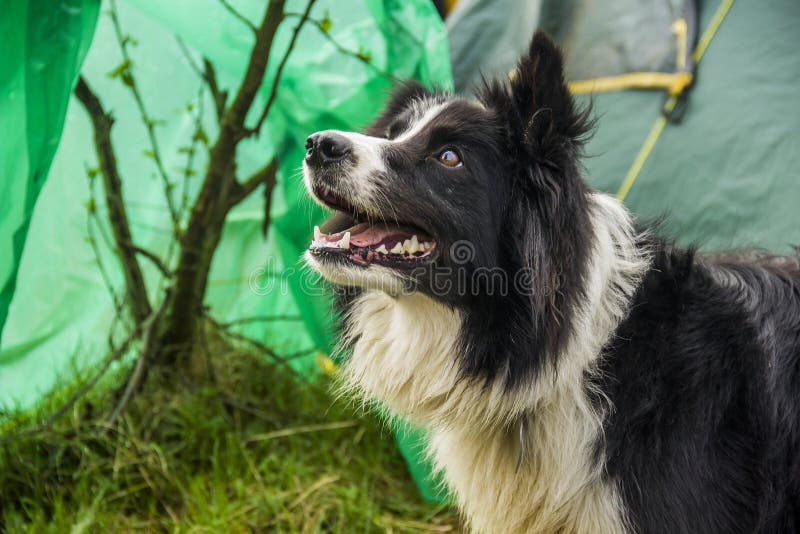 Close-up of border collie stock image. Image of black - 246066625