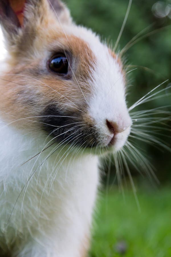 Cute Bunny Rabbit on the Grass Stock Photo - Image of nature, cute ...