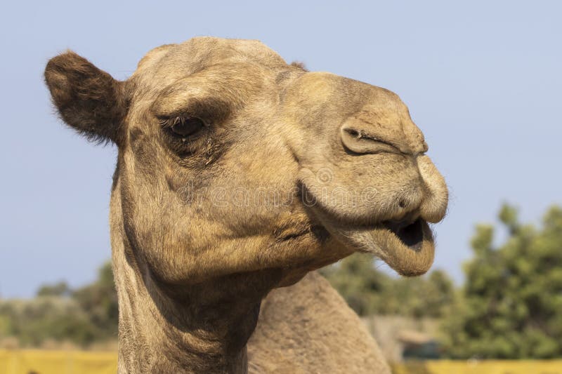 Cute camel face stock image. Image of paddock, hair - 305448971