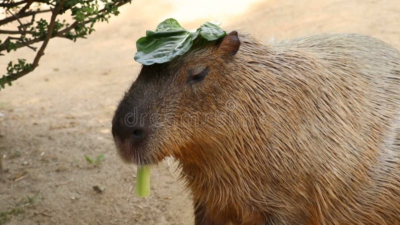 Close up Cute Capybara stock footage. Video of wild - 287756638