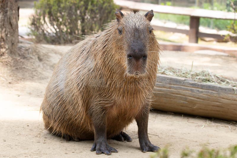 Close up cute Capybara stock image. Image of creature - 288413649