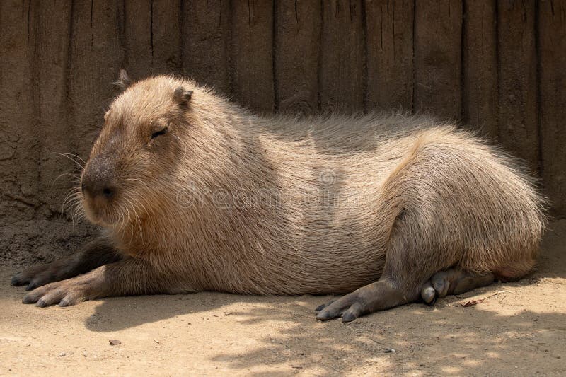 Close Up Cute Capybara in the Yard Stock Photo - Image of rodent, still ...