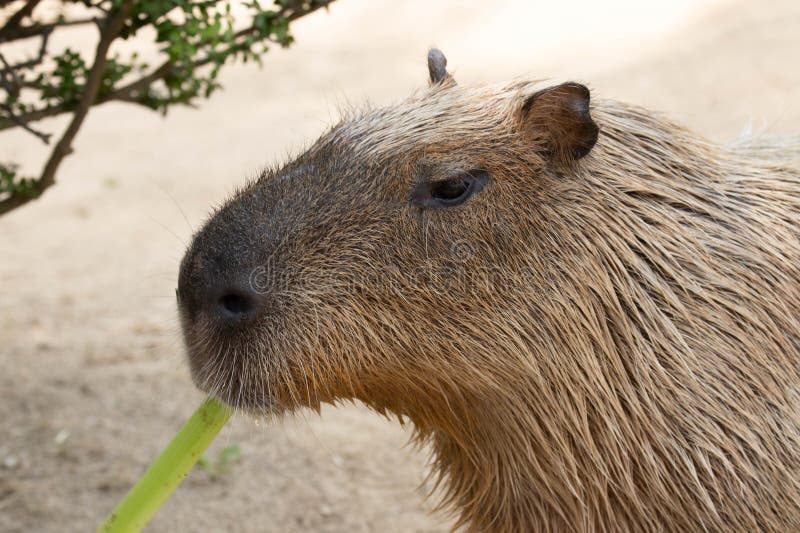 Close Up Cute Capybara in the Yard Stock Image - Image of brown, rodent ...