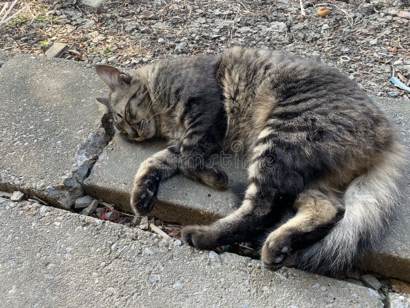 Cute cat on the ground stock image. Image of furry, head - 253698715