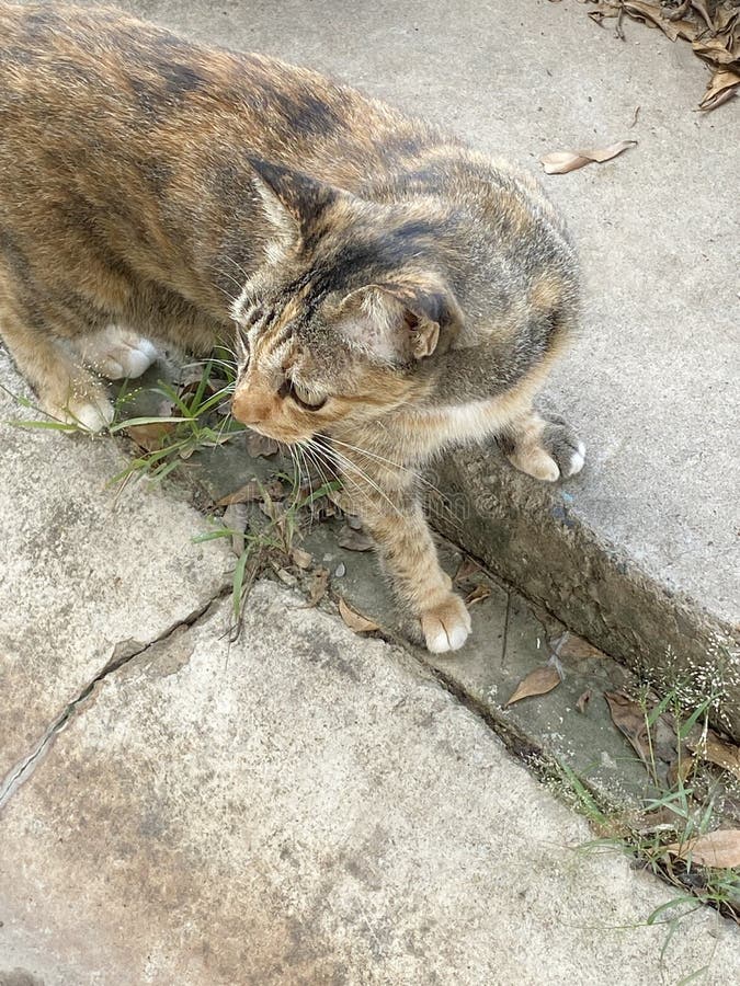 Cute cat on the ground stock photo. Image of portrait - 261121114