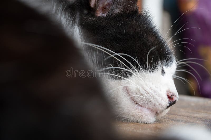 Close Up of Cute Cat Sleeping on the Floor. Editorial Stock Photo ...