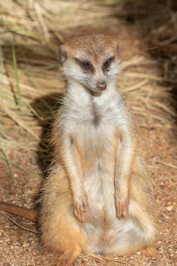 Cute Meerkat Sitting up stock image. Image of cute, outdoors - 134403843