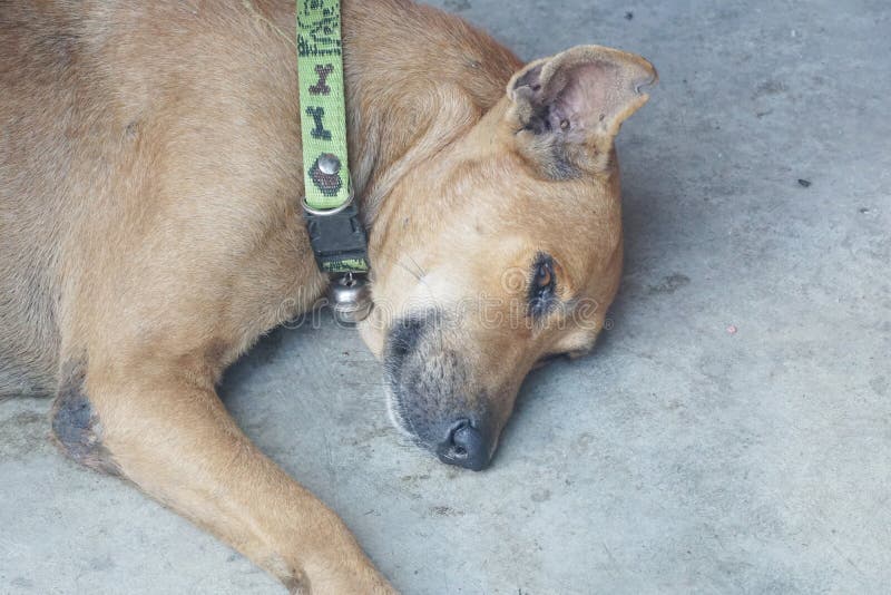 Cute dog on the ground stock photo. Image of outdoor - 249311826