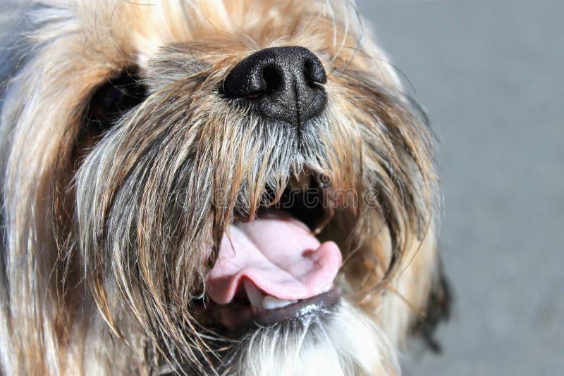 Lowchen Dog Stock Photos - Free & Royalty-Free Stock Photos from Dreamstime