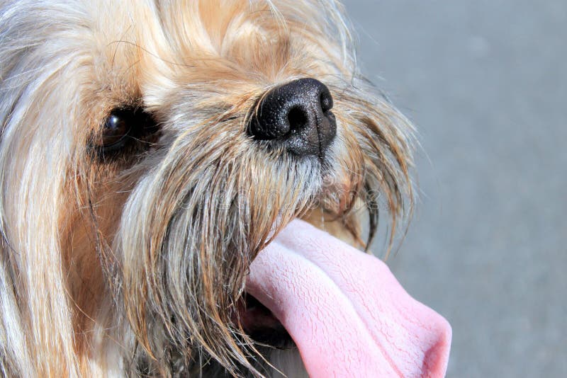 Lowchen Dog Stock Photos - Free & Royalty-Free Stock Photos from Dreamstime