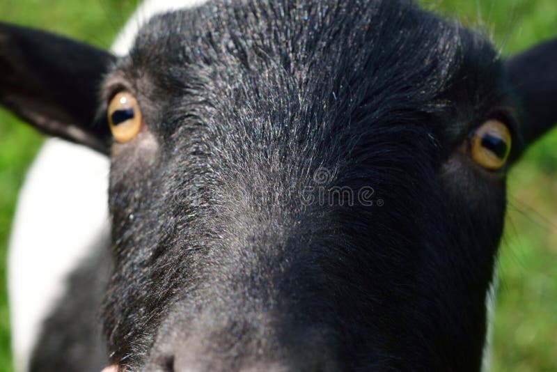 Goat Face Portrait Stock Photos - Download 6,614 Royalty Free Photos