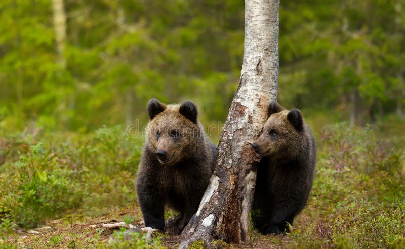 Close Up of a Cute Eurasian Brown Bear Cubs in a Forest Stock Photo ...