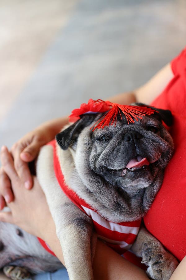 A Close Up of a Cute Fat Dog Wearing a Red Shirt Selectable Focus Stock ...