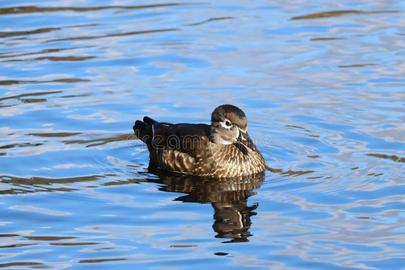 A Female Wood Duck in the Fall. Stock Photo - Image of duck, wildlife ...