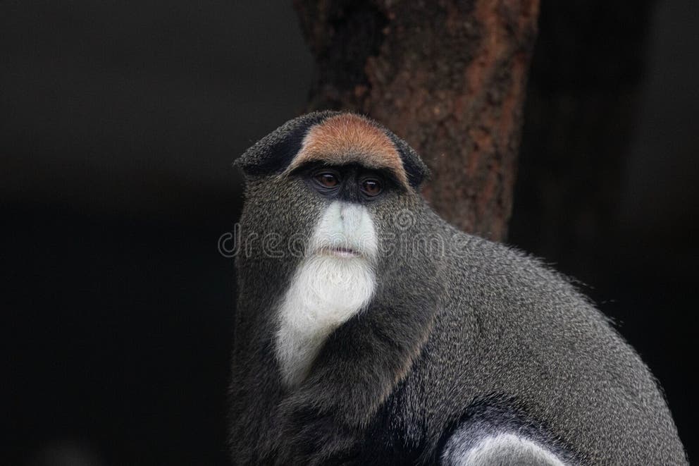 Close Up Cute Fluffy Monkey, DE BRAZZAâ€™S MONKEY, Cercopithecus ...