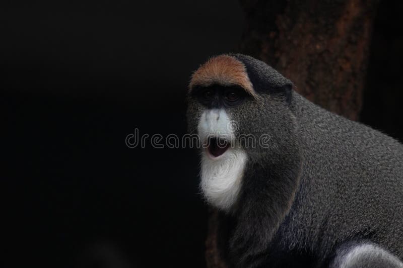 Cercopithecus Neglectus Stock Illustrations – 3 Cercopithecus Neglectus ...
