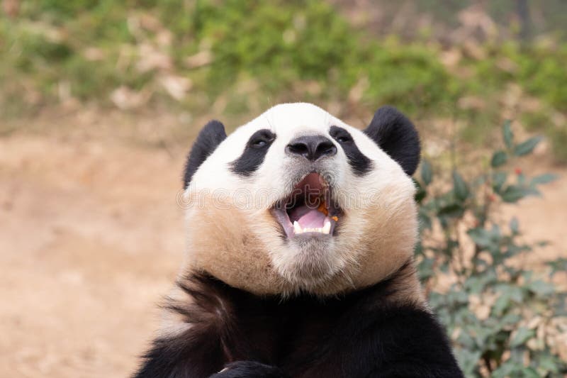 Close Up Cute Fluffy Panda In South Korea Stock Image Image Of Happy Korea 271736247