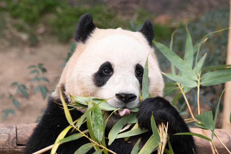 Close Up Cute Fluffy Panda In South Korea Stock Image Image Of Asian Panda 273229025